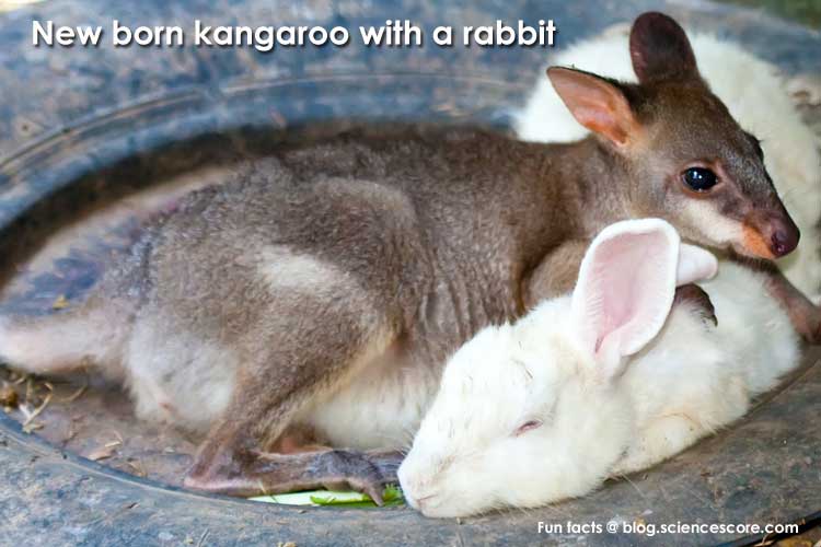 Newborn kangaroo, Kangaroo, Animals friends